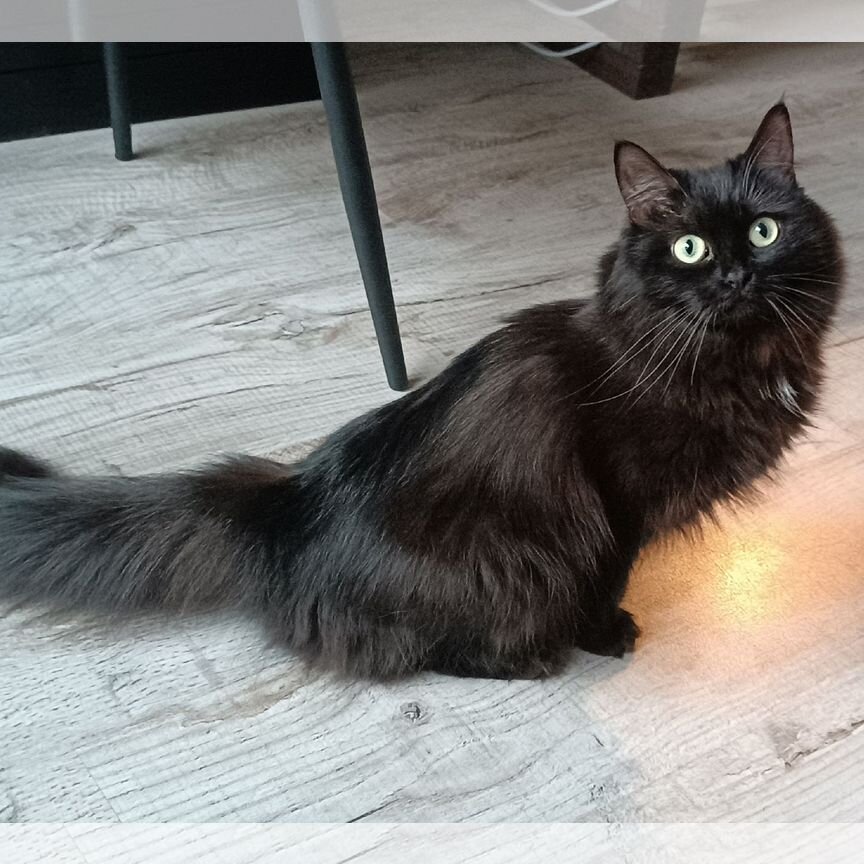 Взрослая, кошка в добрые руки
