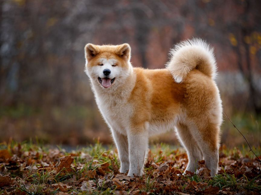 Яркий кобель акита ину