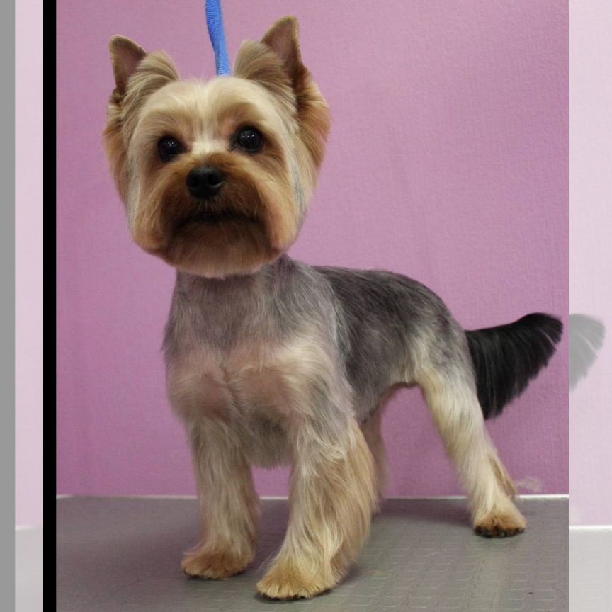 Йоркширский терьер, щенок