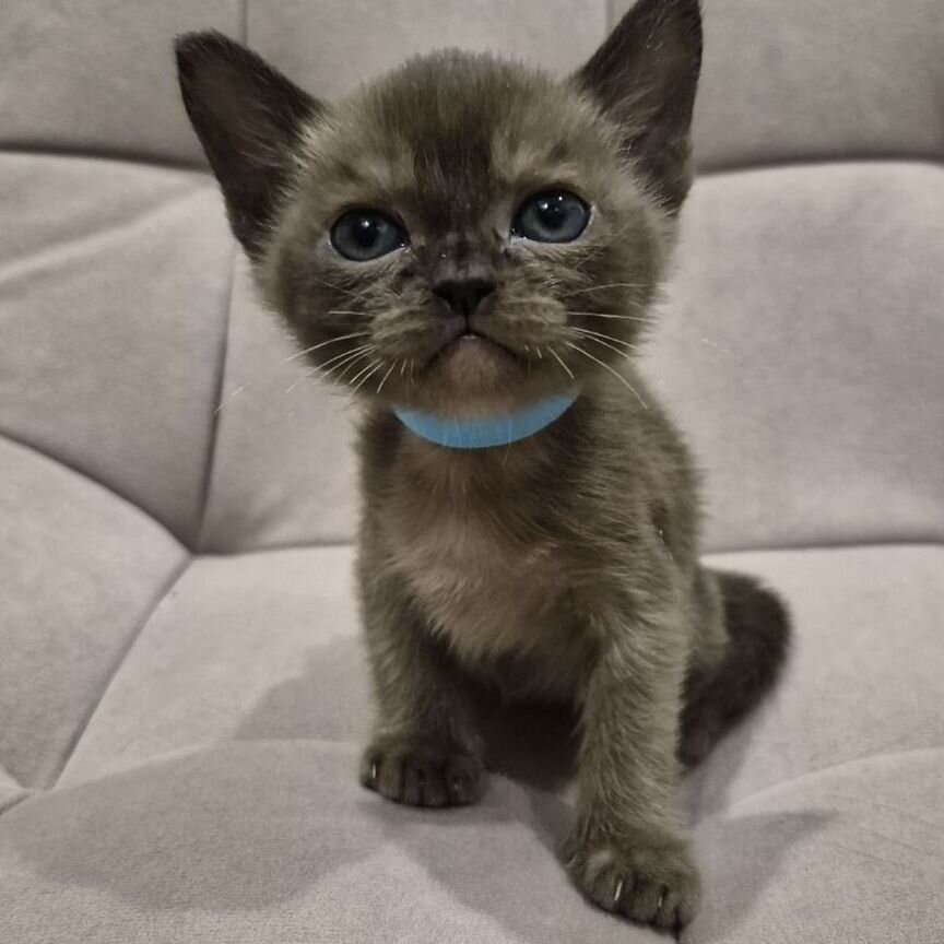 Европейский бурманский котёнок