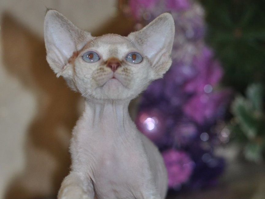 Котенок девон-рекс