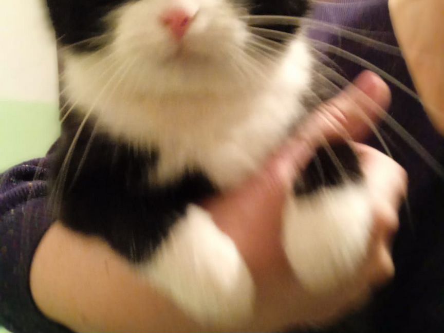 Котенок