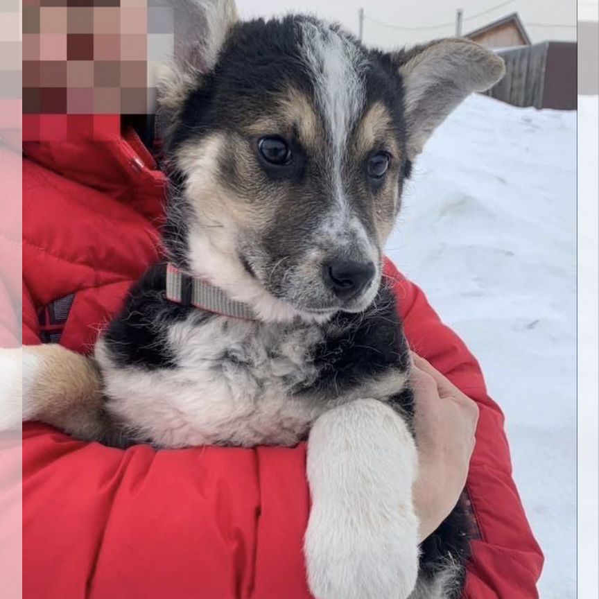 Щенок в добрые руки