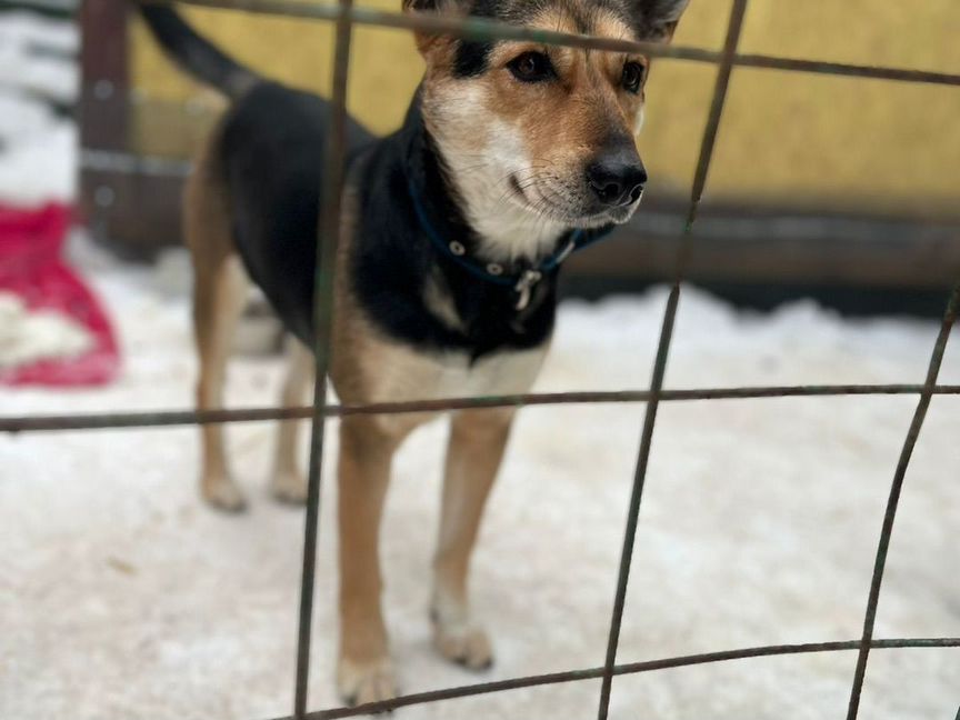 Милая собака ищет дом. Приют. Отдам бесплатно