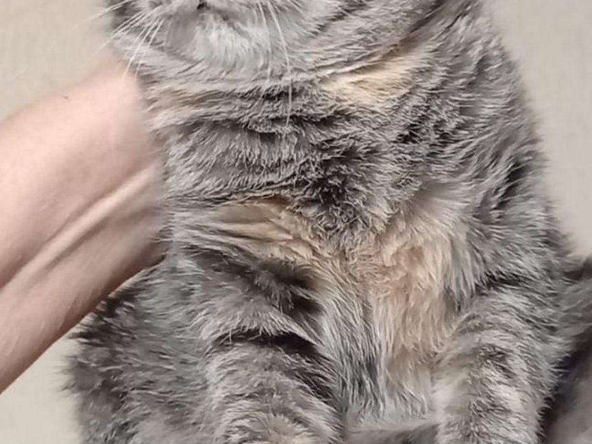 Кошка трёхцветная 5-ти месячная