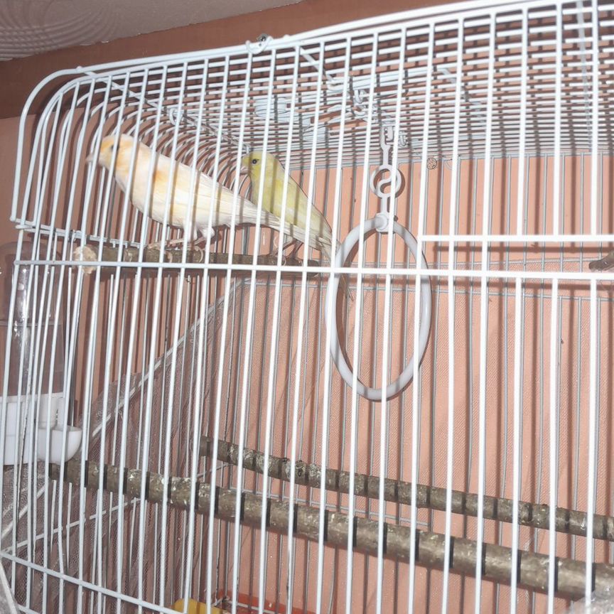 Кенара и канарейки