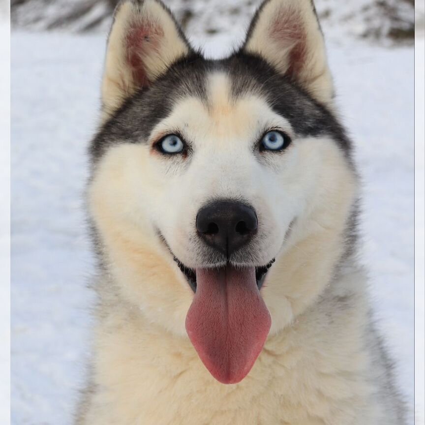 Сибирский хаски, взрослая собака из приюта