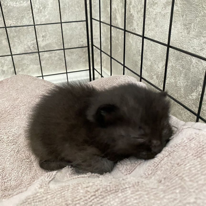 Котенок в добрые руки бесплатно
