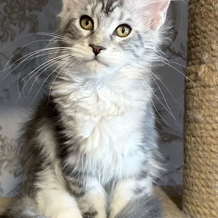 Серебряная девочка мейн-кун