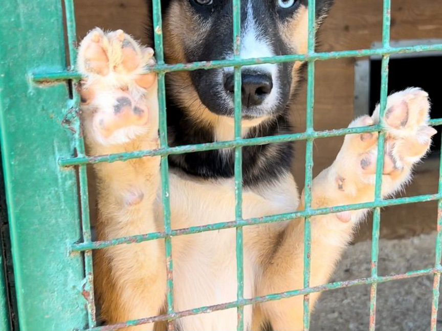 Спасите щенка из приюта