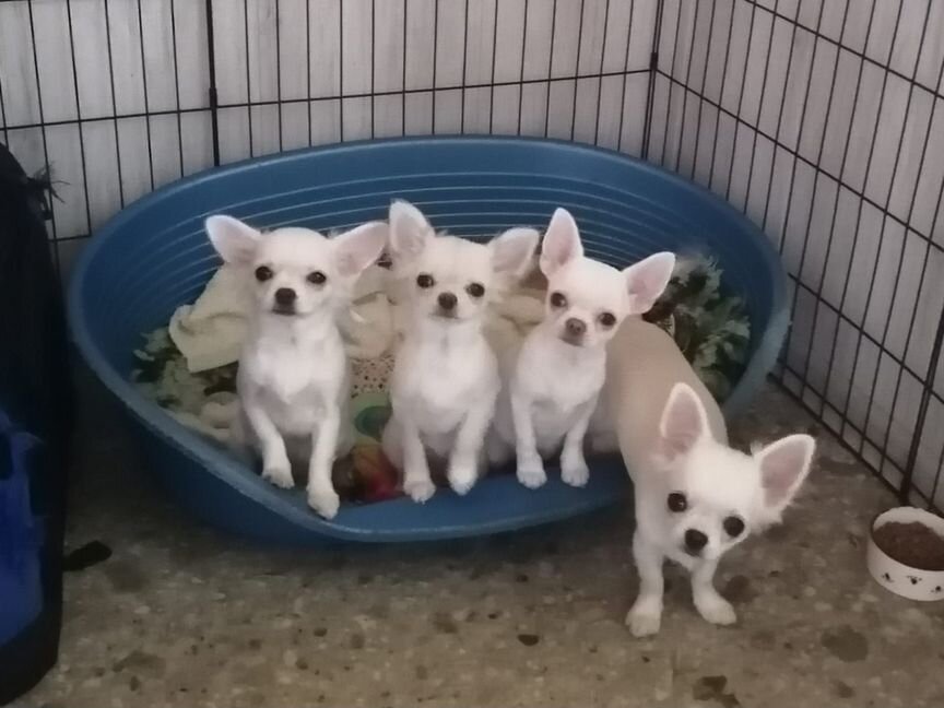 Щенки чихуахуа. Москва