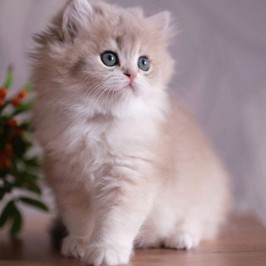 Девочка шиншилла