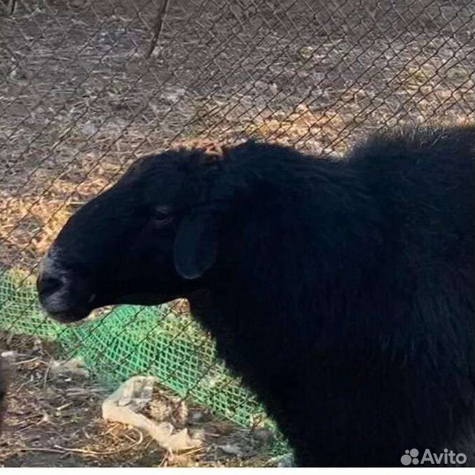 Качкар