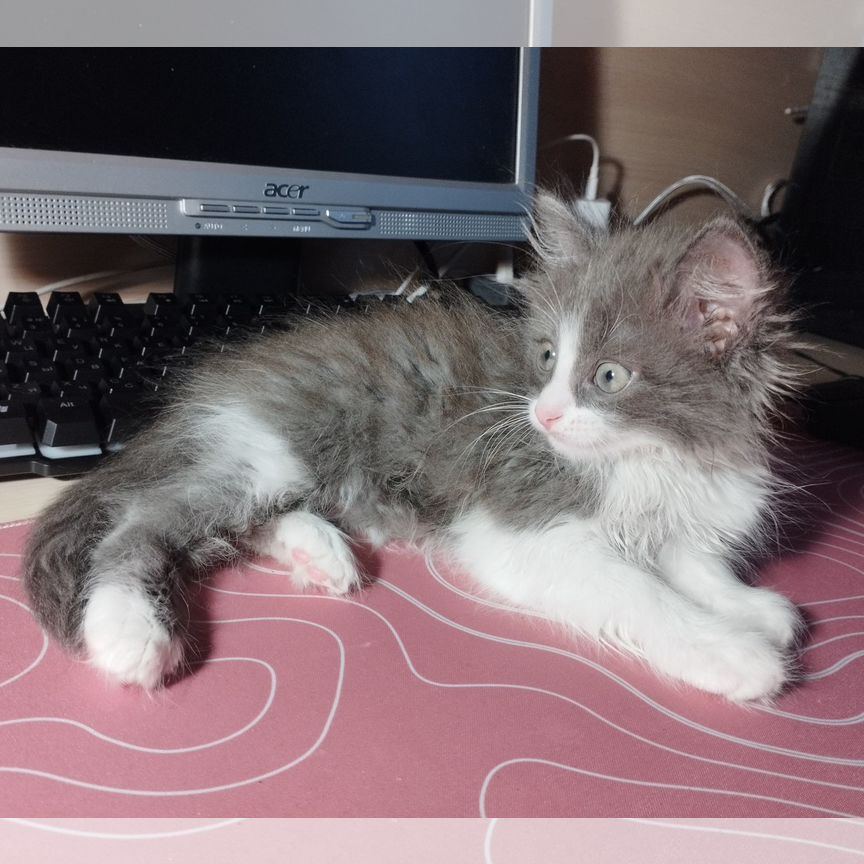 Котик 2.5 месяца