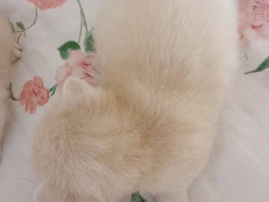 Домашние животные кошки