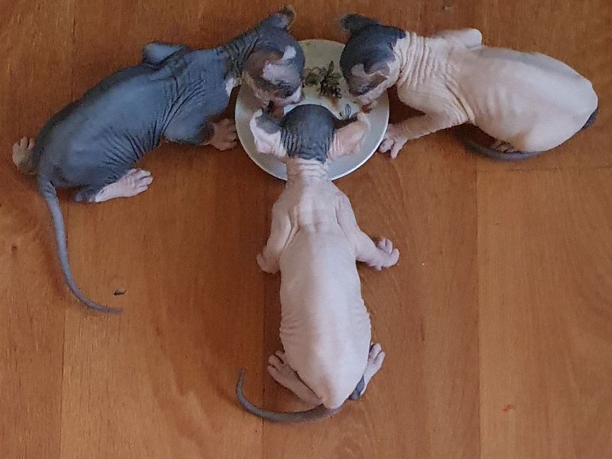 Котята сфинксы эльфы