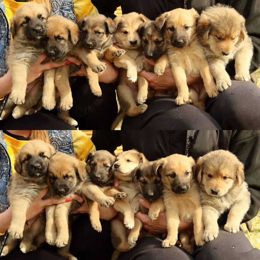 Щенок в добрые руки