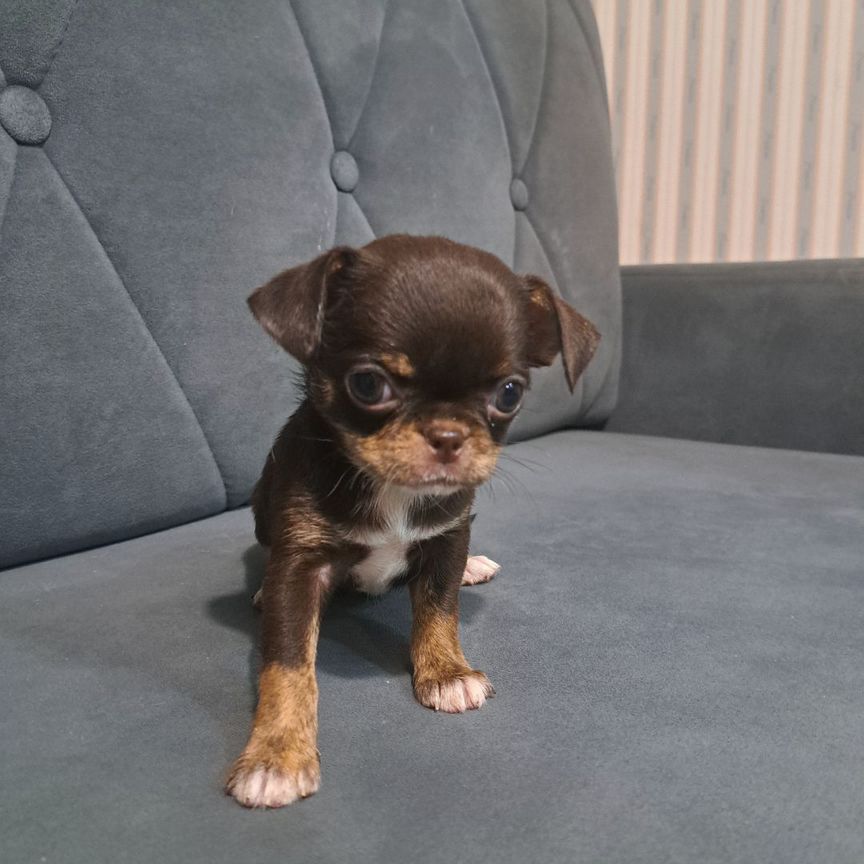 Чихуахуа мини девочка