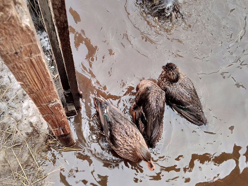 Сельхоз птицы