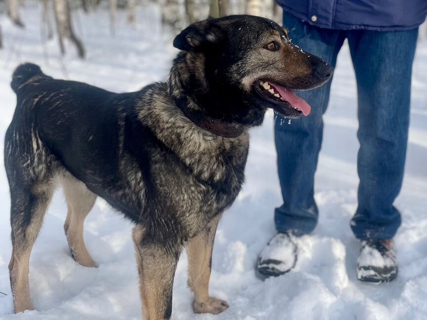 Верный охранник и друг #собака в дар