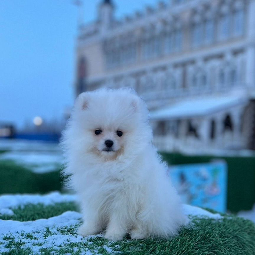 Померанский шпиц, щенок