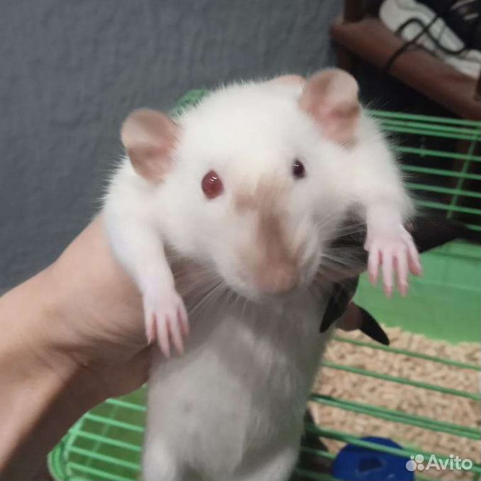 Отдам крысок с клеткой в добрые руки