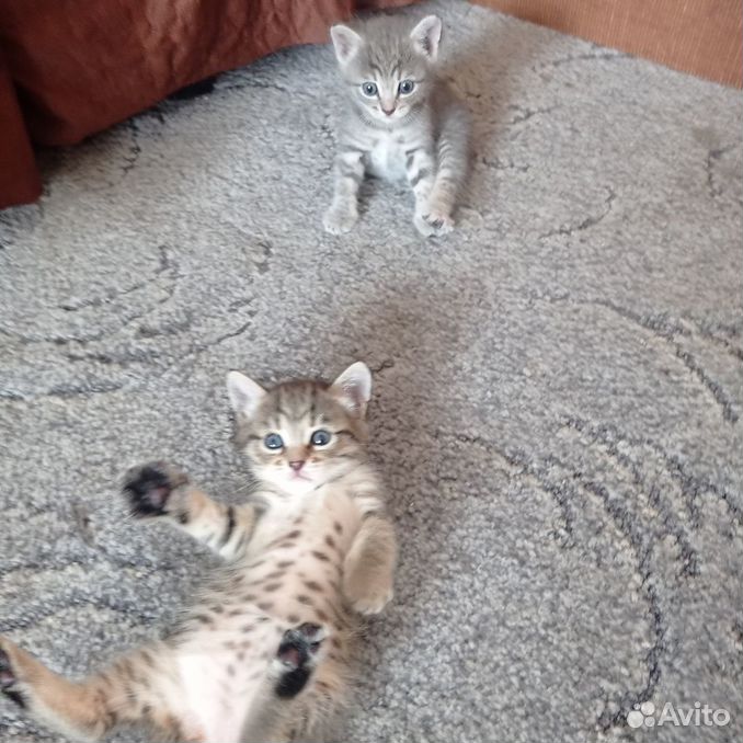 Британские котята короткошерстные