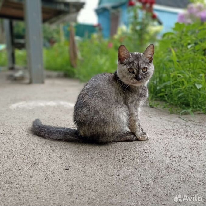 Важно Отдам котят в добрые руки