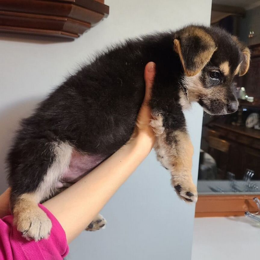 Метис овчарки в поисках дома