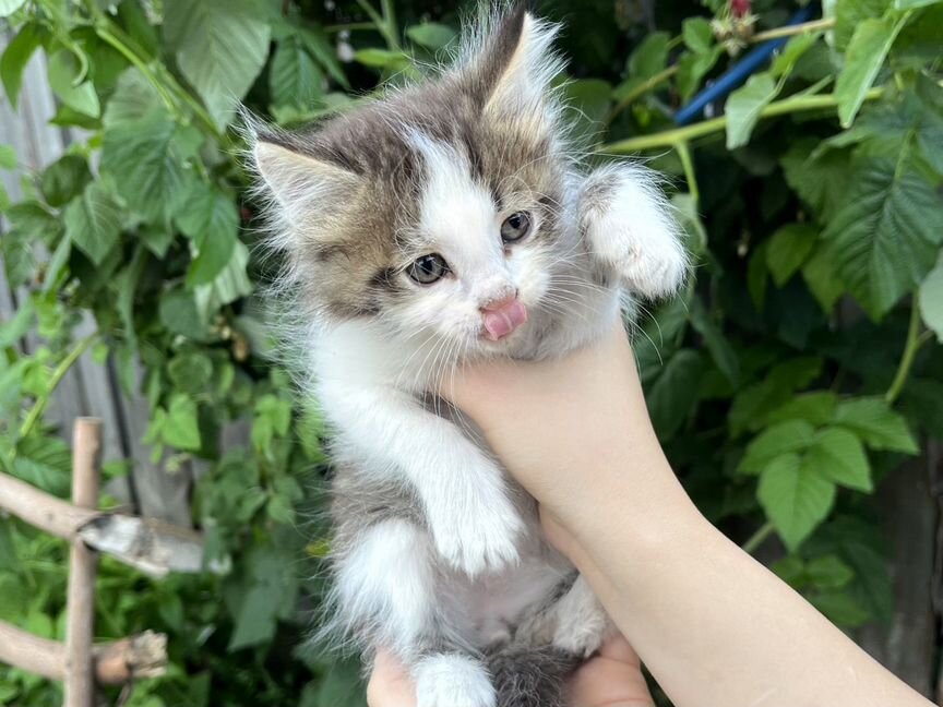 Котенок мальчик