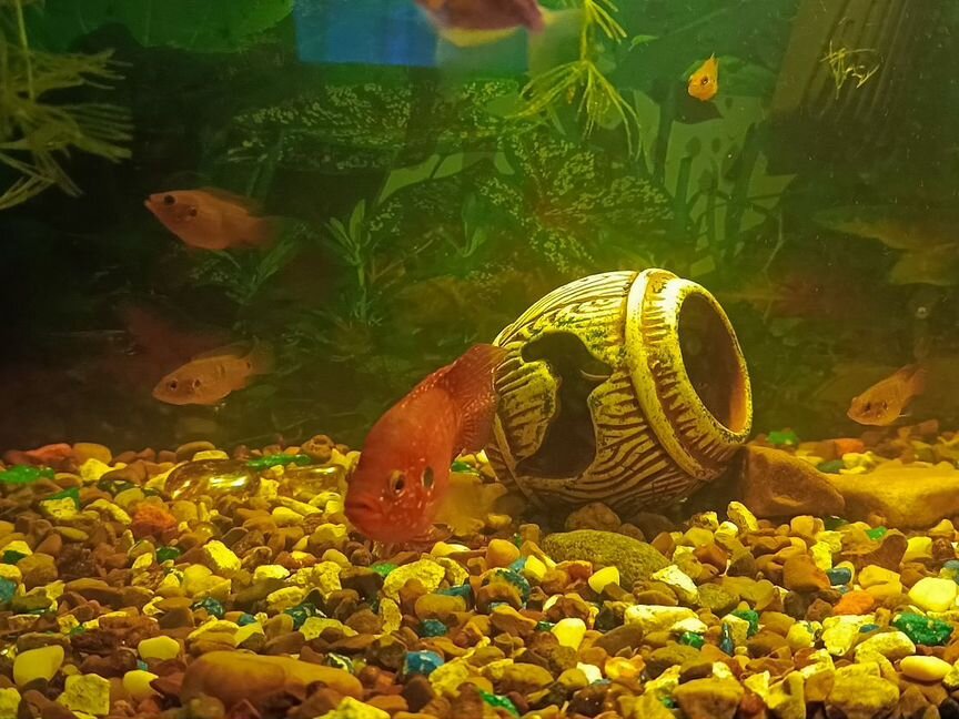 Хромис лифалили