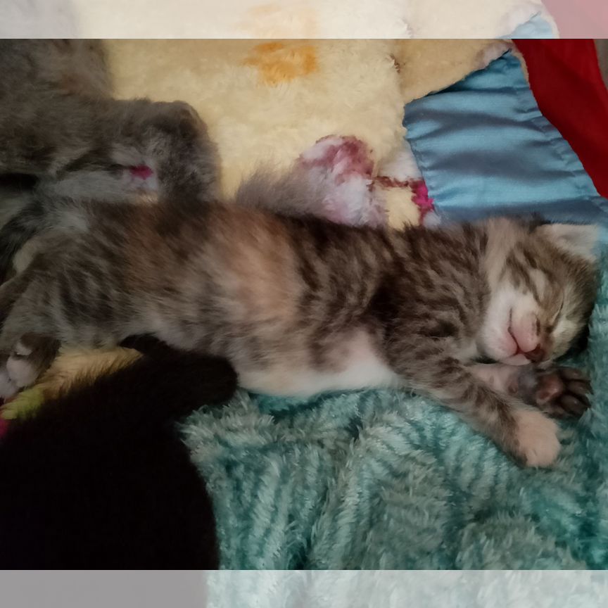 Котёнок в добрые руки