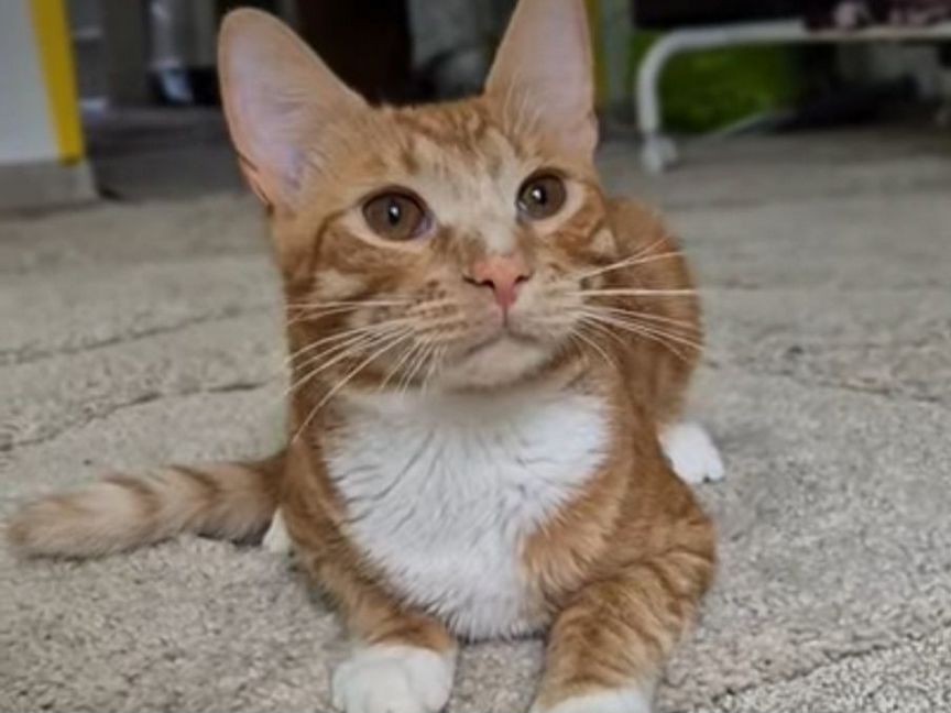 Молодой нежный котик в добрые руки