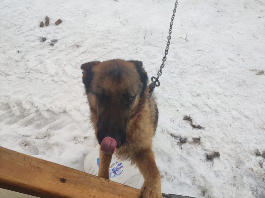 Немецкая овчарка