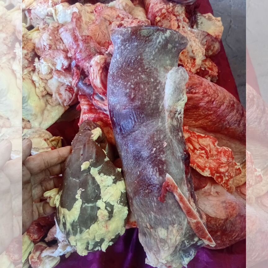 Обрезки мясо для собак свежее говядина