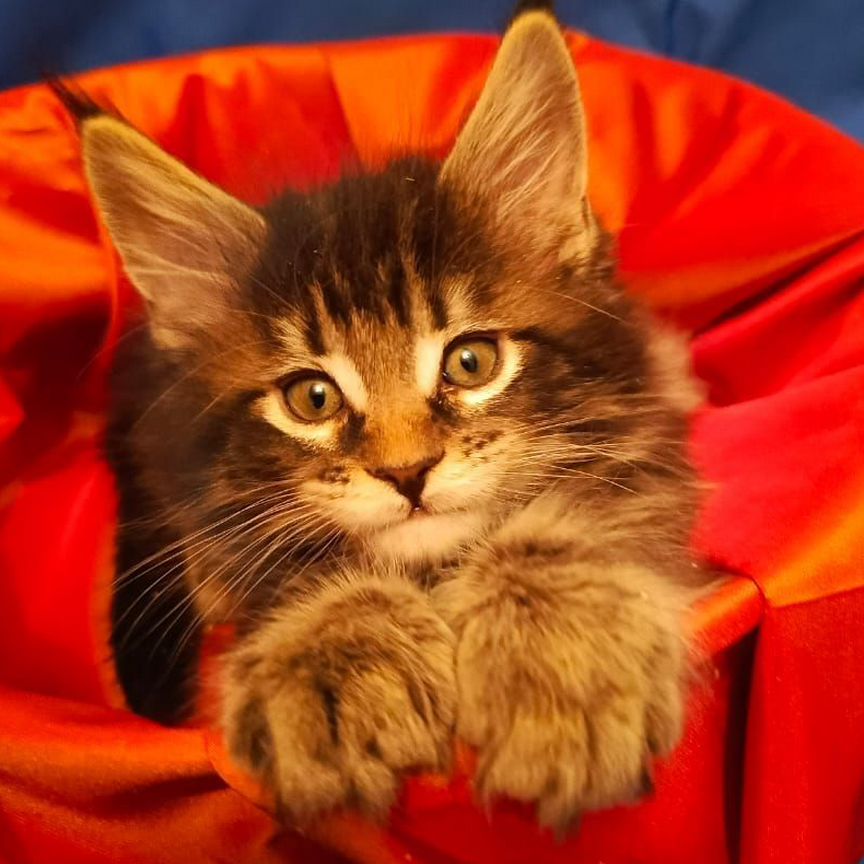 Мейн-кун котёнок