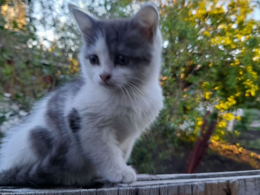 Отдам котика в добрые руки