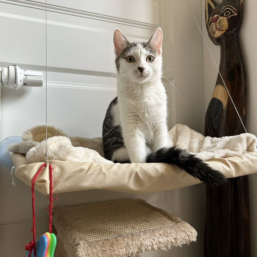 Милая Лани ищет хозяина