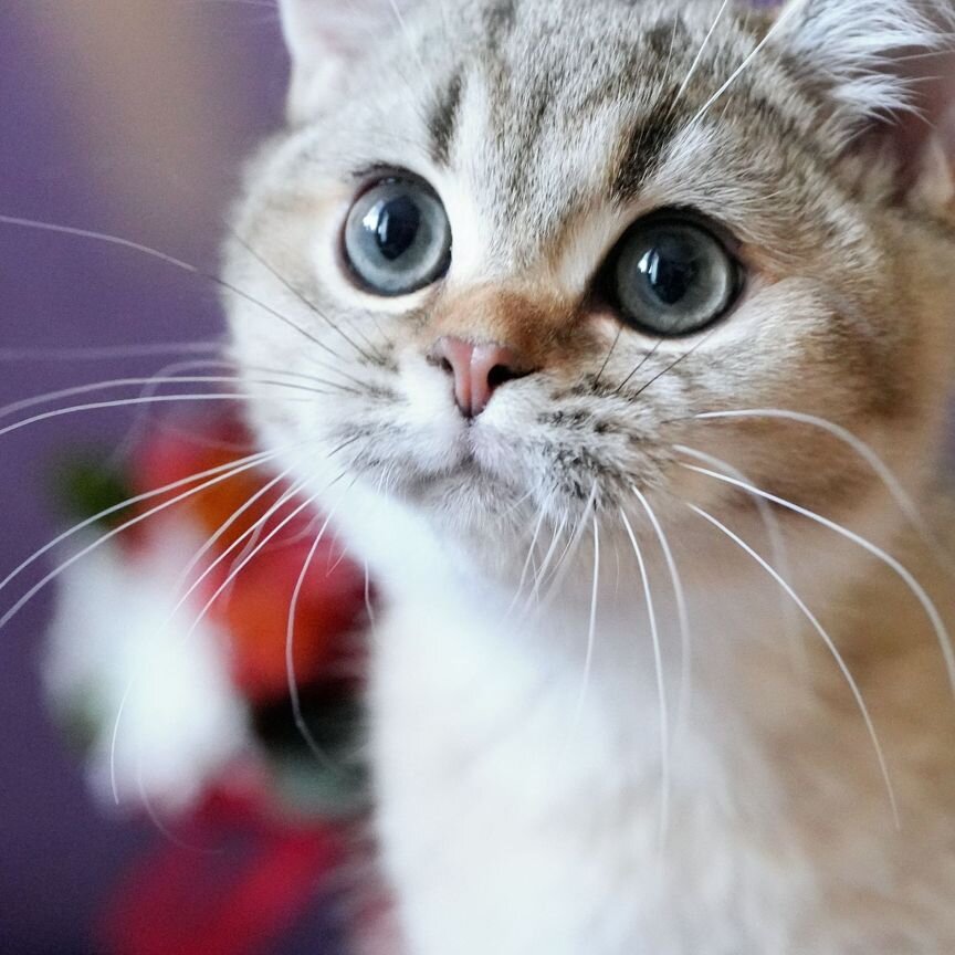 Британская короткошерстная котёнок
