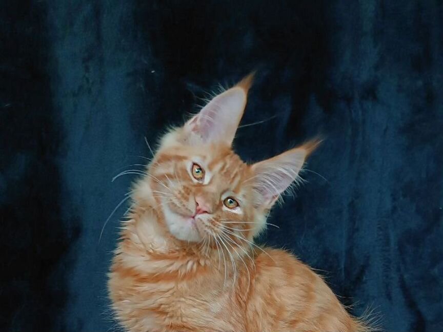 Малышка котенок Мейн кун