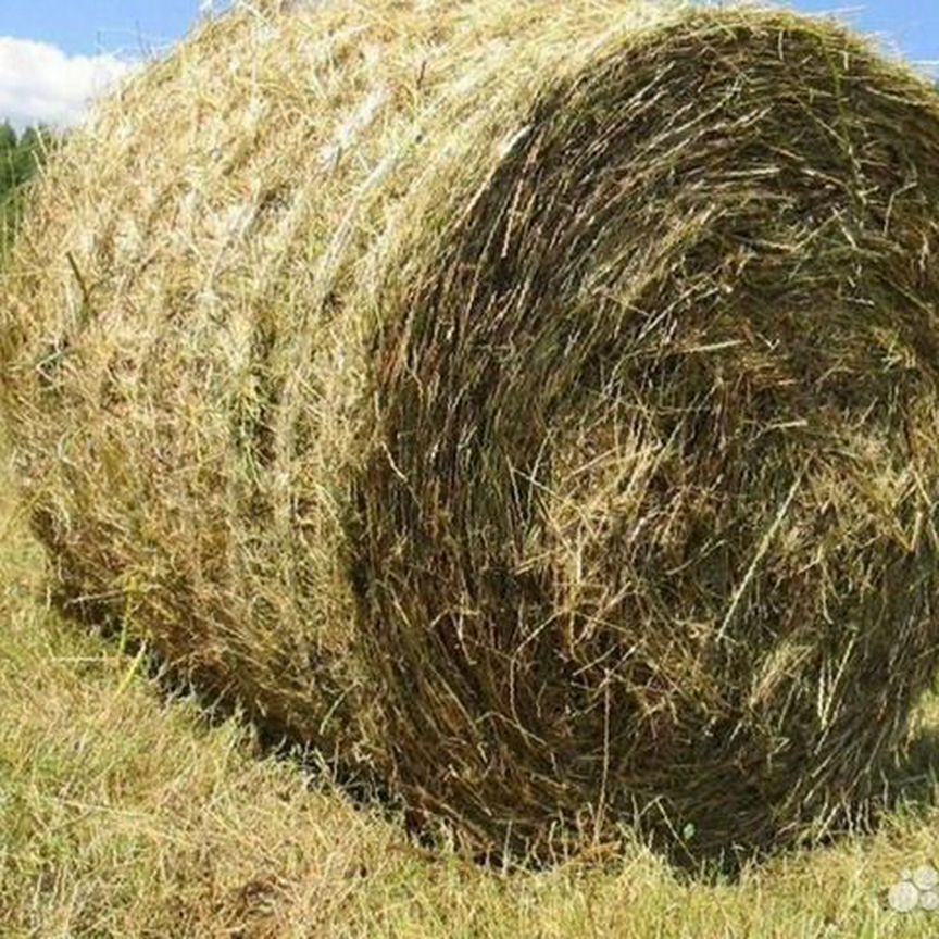 Сено в рулонах
