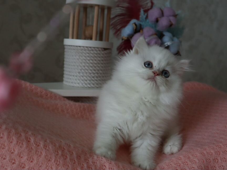 Британские котята, серебристая шиншилла поинт