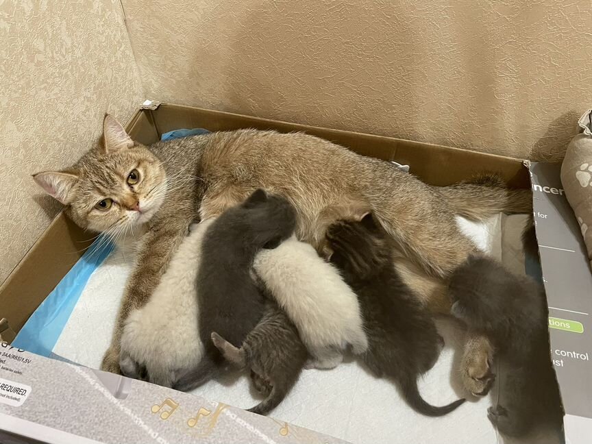 Британские котята