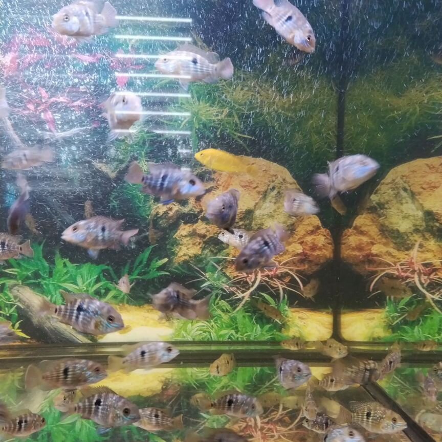 Акара бирюзовая