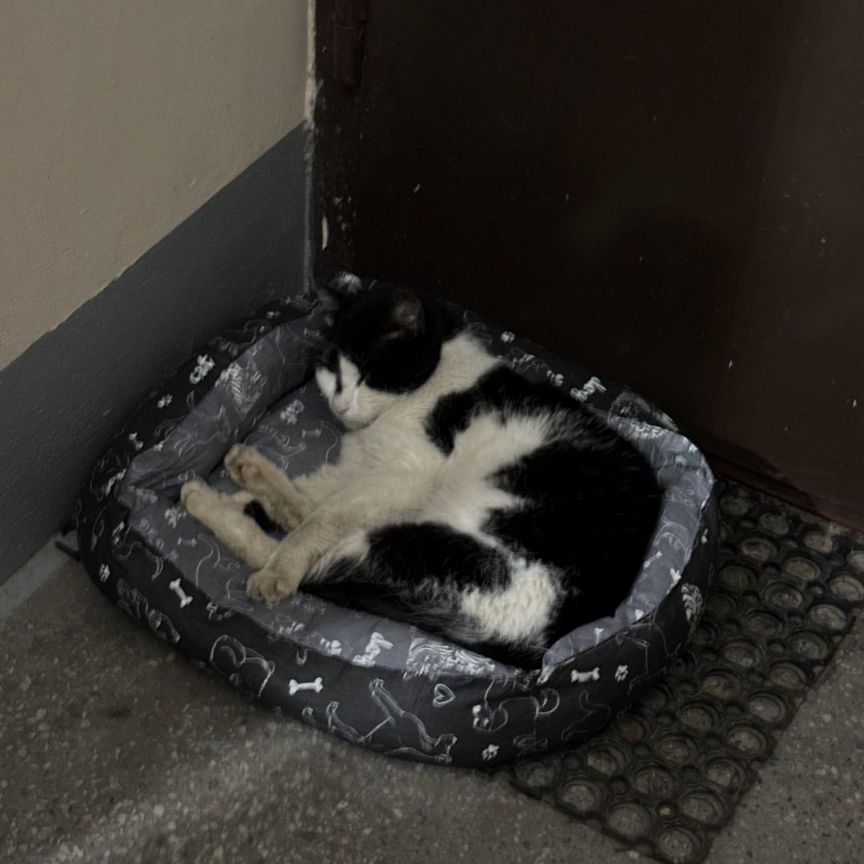 Взрослый кот в добрые руки