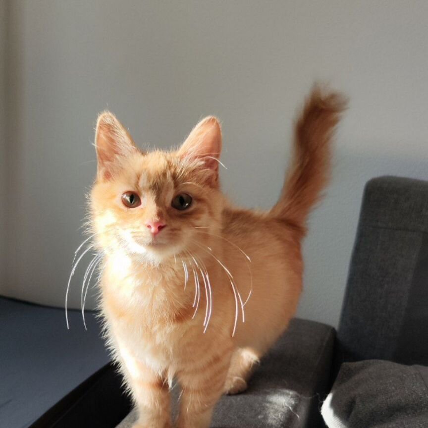 Рыжий котенок девочка