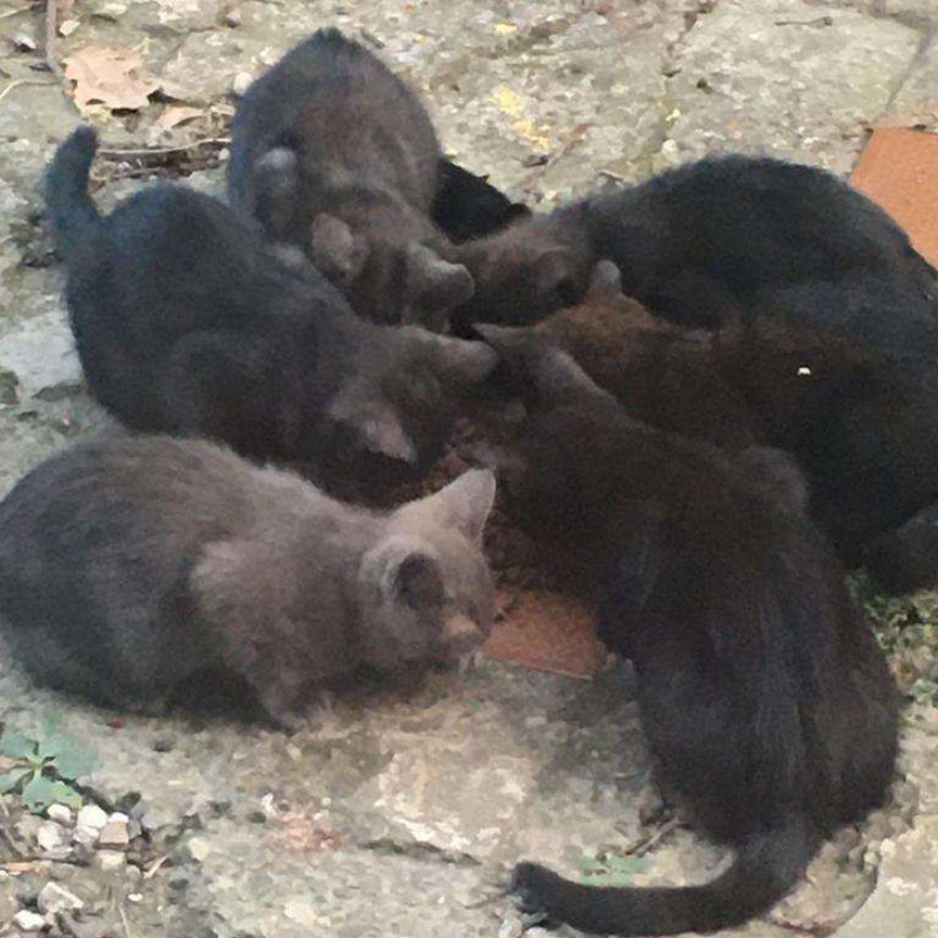 Котята в добрые руки шотландцы