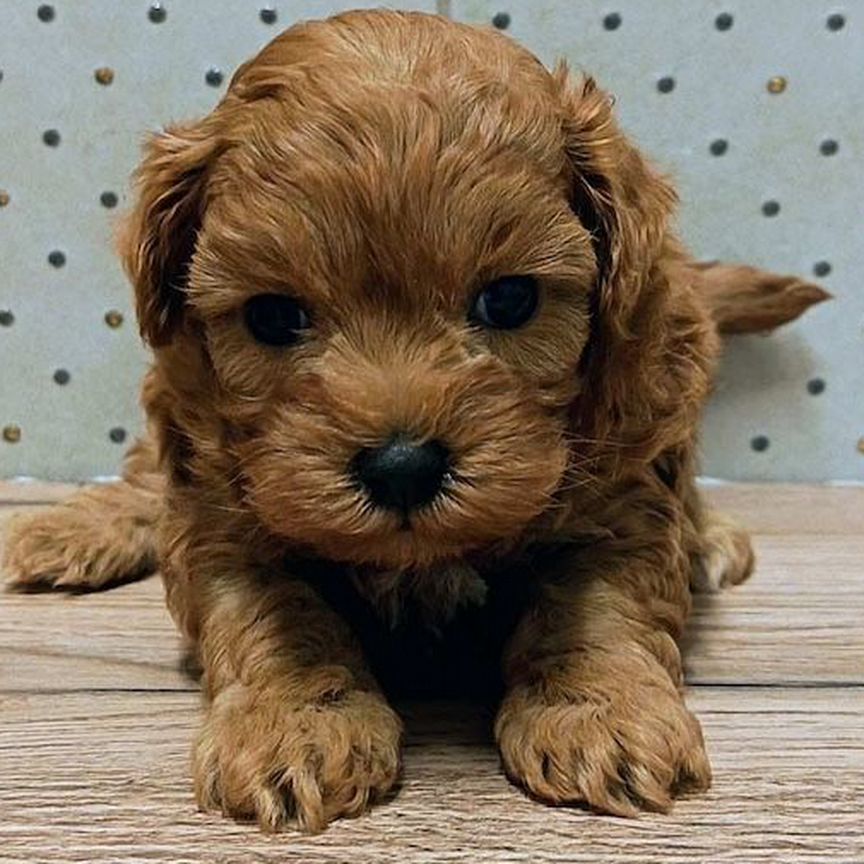 Мальтипу, щенок