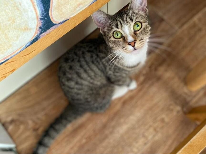 Кошка Тамань в хорошие руки