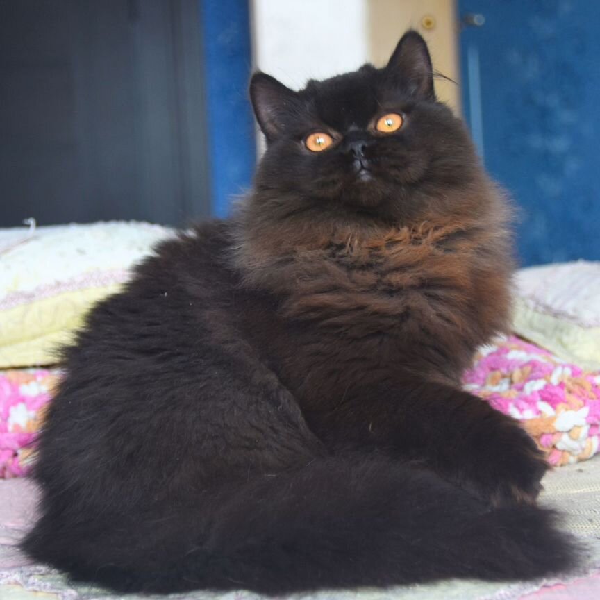 Британский длинношёрстный котёнок